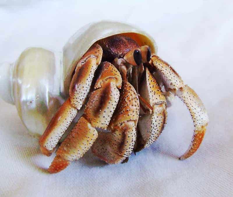 Who has the longest lifespan of a hermit crab?