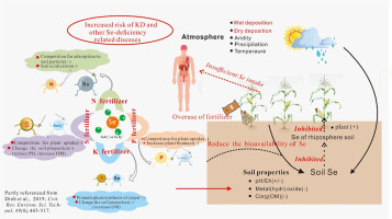 Who is at risk for selenium deficiency?