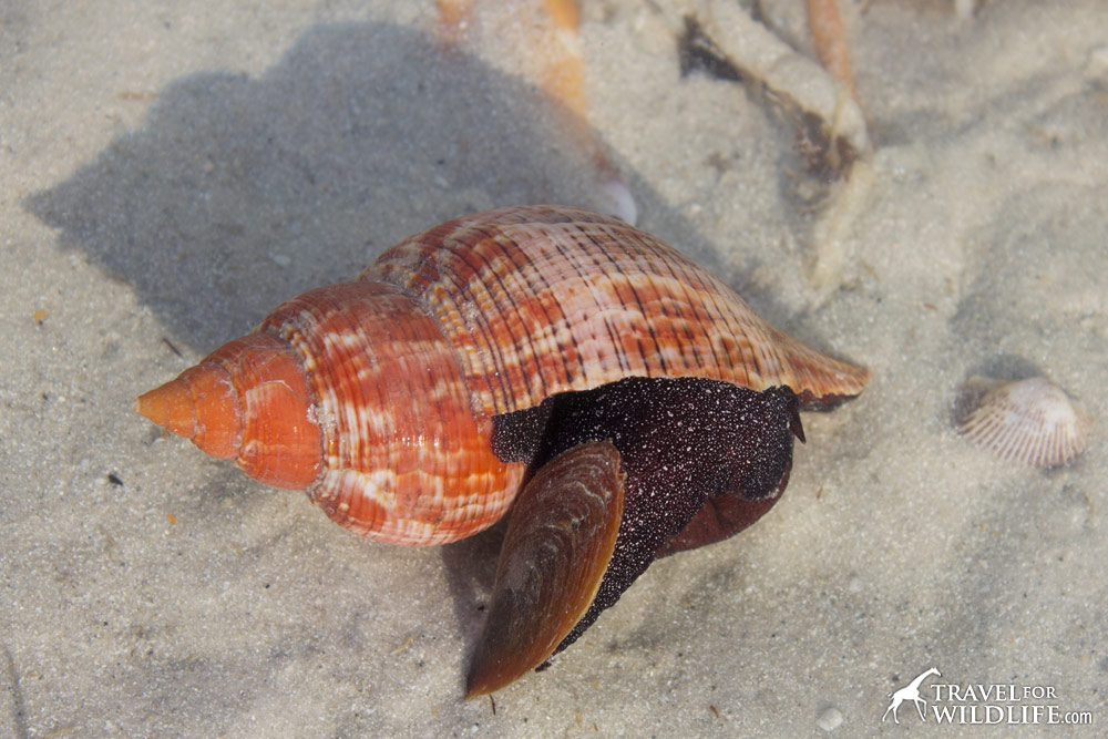 Who lives inside sea shells?