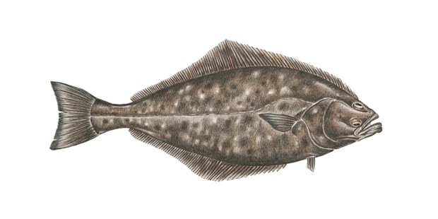 Who manages the Atlantic halibut in New England?