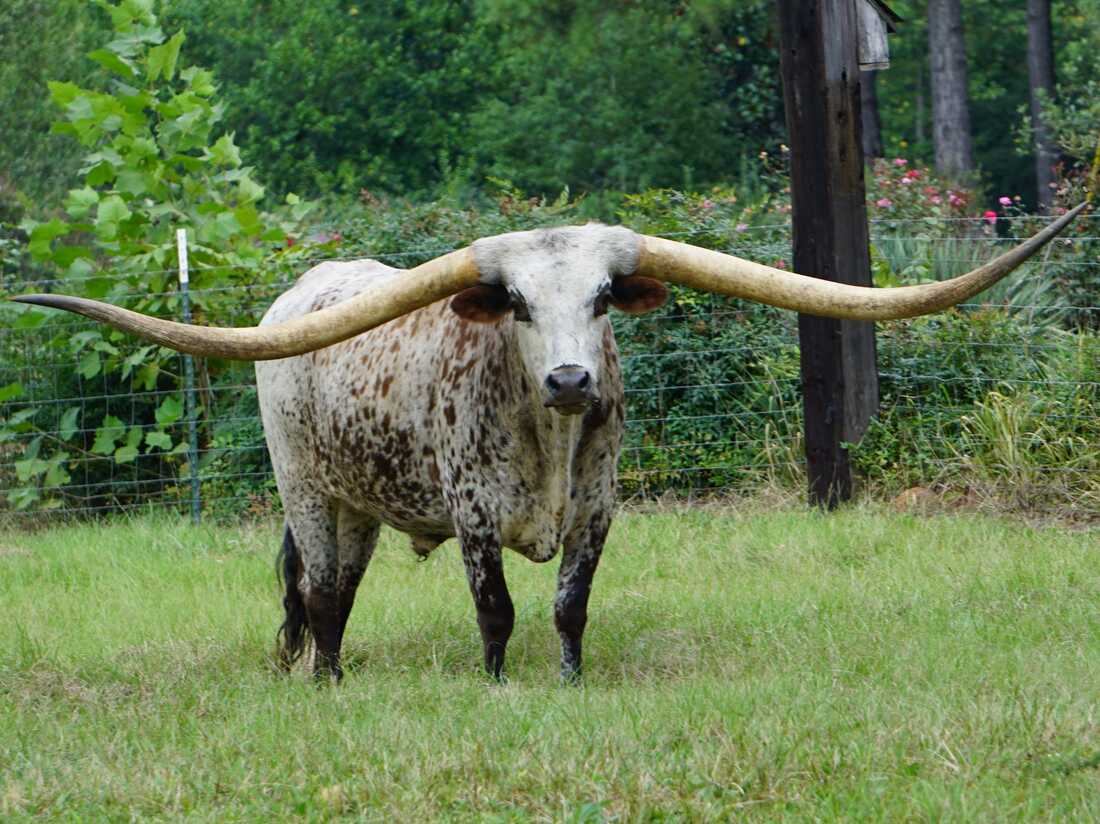 Who owns Texas LongHorn?