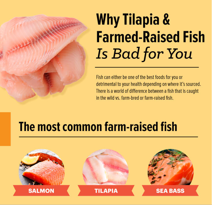 Who should not eat tilapia?
