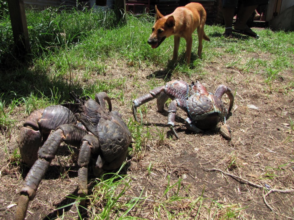 Who was killed by coconut crabs?