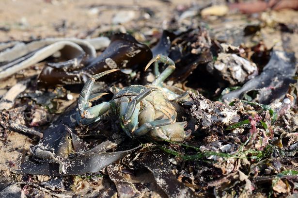 Why are all the crabs dying?