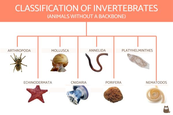 Why are animals classified as invertebrates?