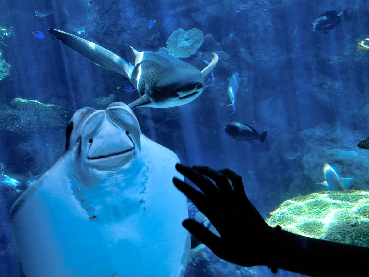 Why are aquariums important to consumers?