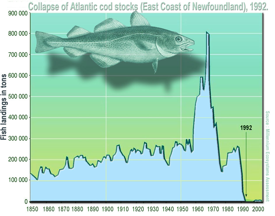 Why are Atlantic cod overfished?