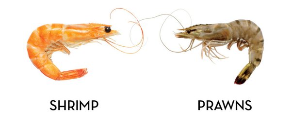 Why are bigger shrimp more expensive?