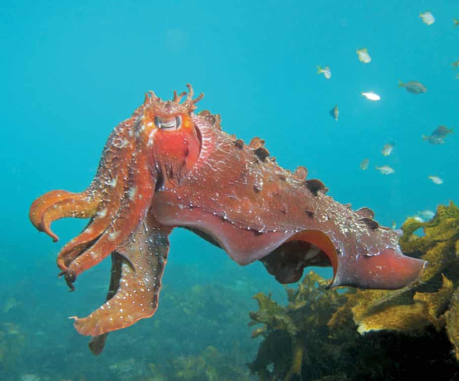 Why are cephalopods good hunters?