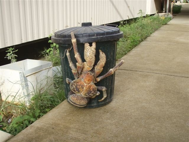 Why are coconut crabs scary?