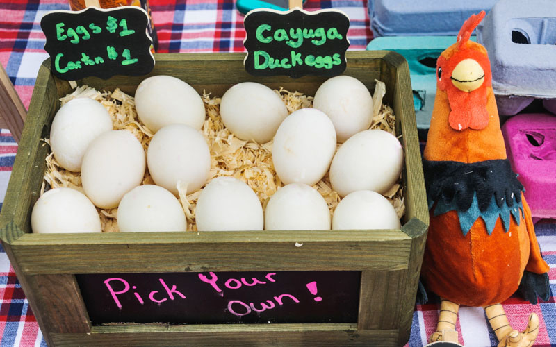 Why are duck eggs not sold in stores?
