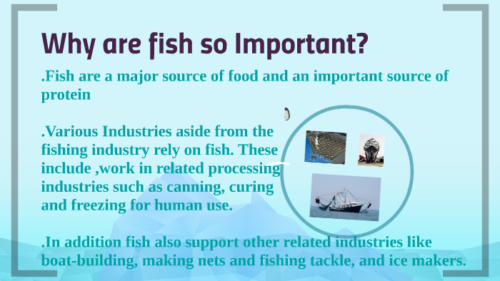 Why are fish important to human life?