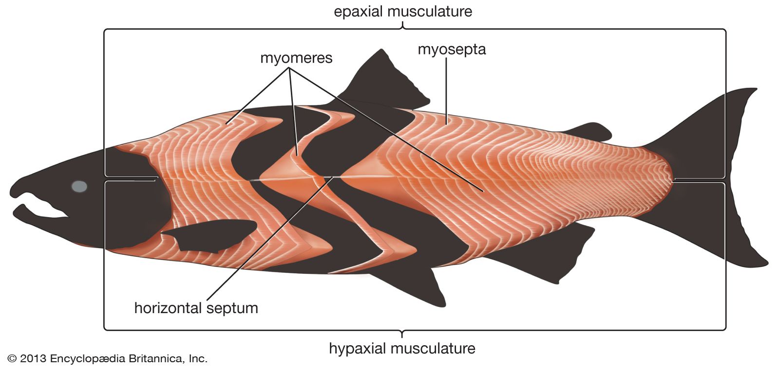 Why are fish muscles flaky?