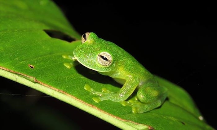 Why are frogs green camouflage?