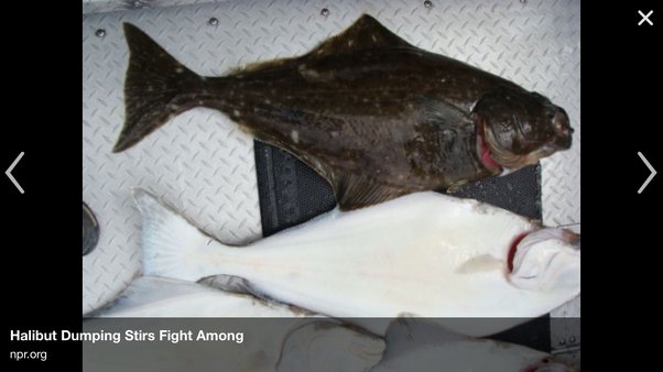 Why are halibut white on one side?
