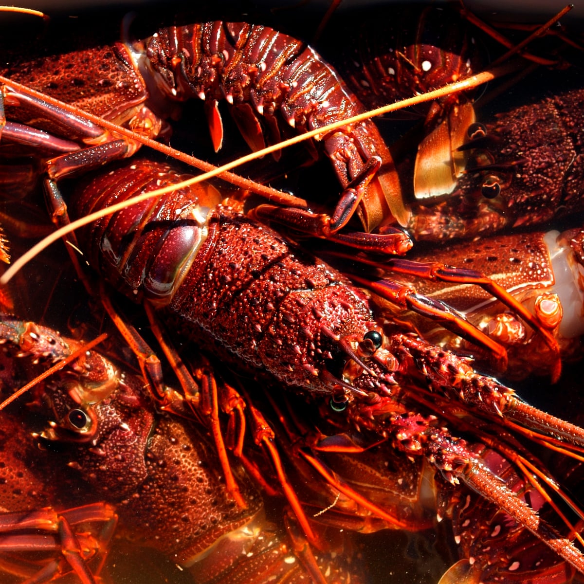 Why are lobsters cheap in Australia?