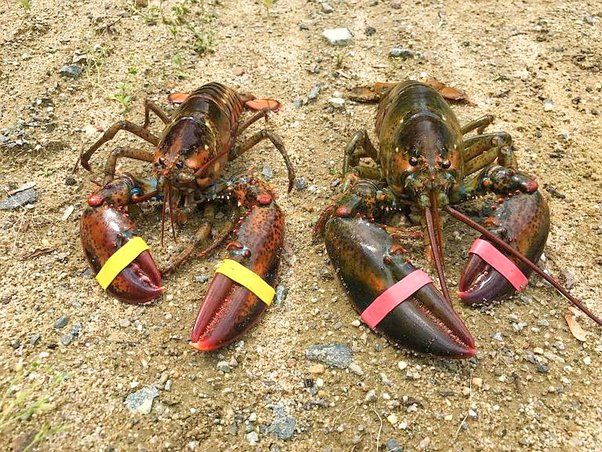 Why are lobsters claws different?