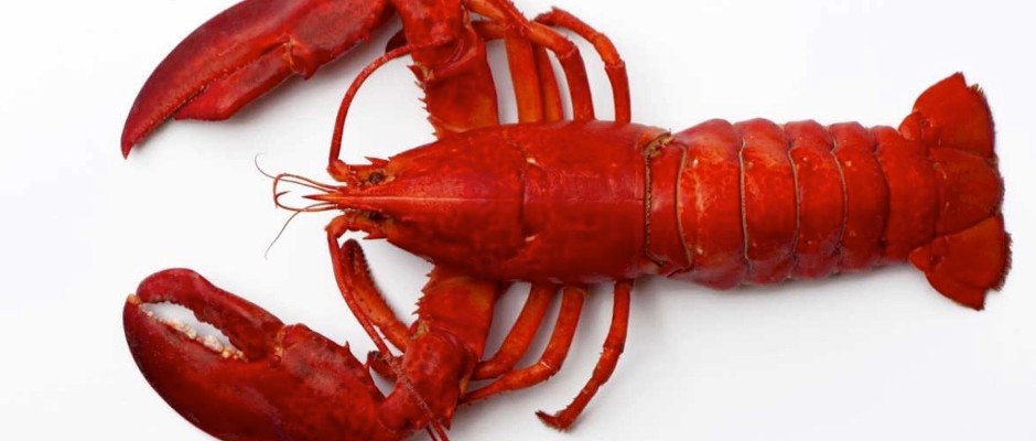 Why are lobsters cooked alive and do they feel pain?