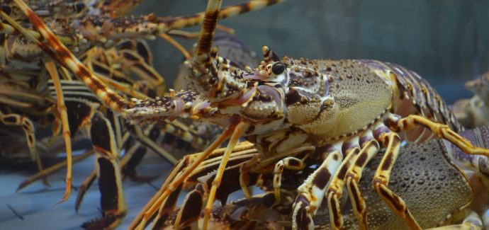 Why are lobsters kept in tanks?