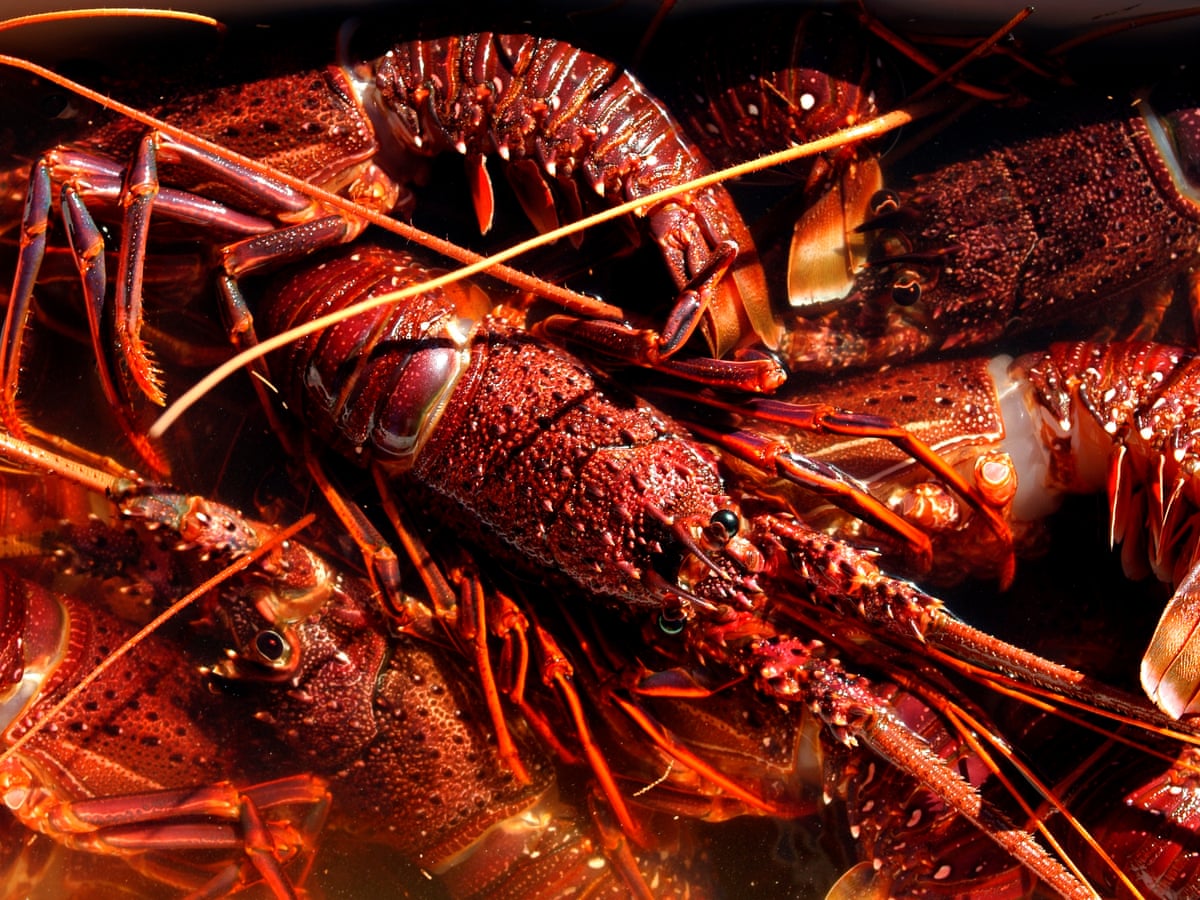 Why are lobsters so expensive in Australia?