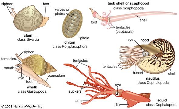 Why are mollusks so economically important to humans?