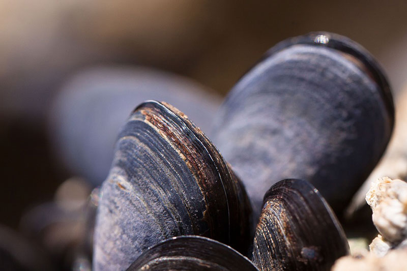 Why are mussels served raw?