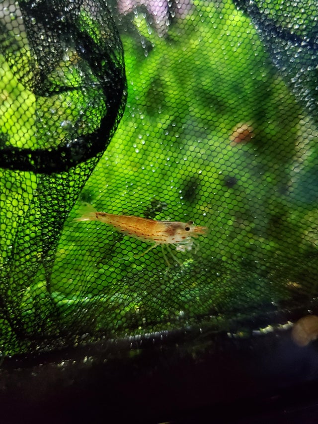 Why are my Amano shrimps turning orange?