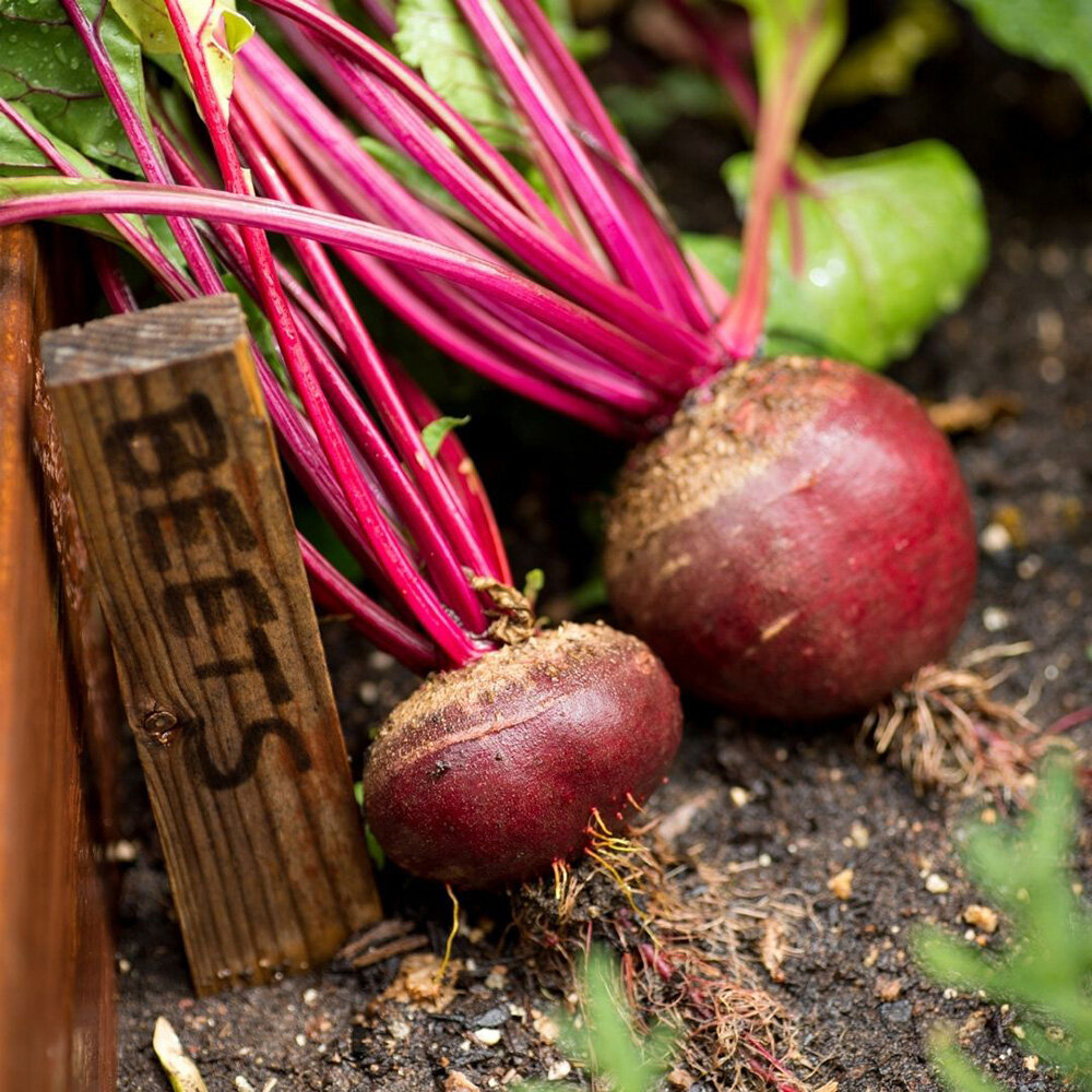 Why are my beets tasteless?