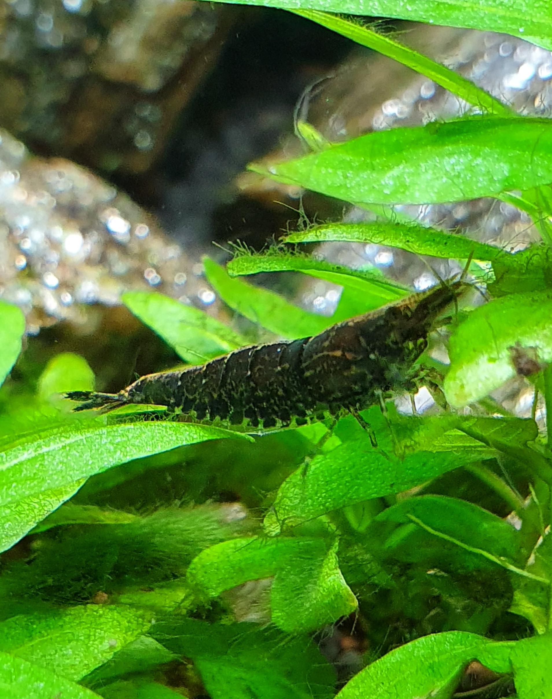Why are my cherry shrimp turning black?