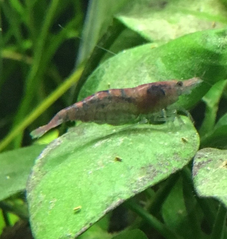 Why are my cherry shrimp turning blue?