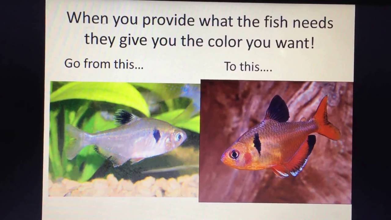 Why are my fish not colorful?