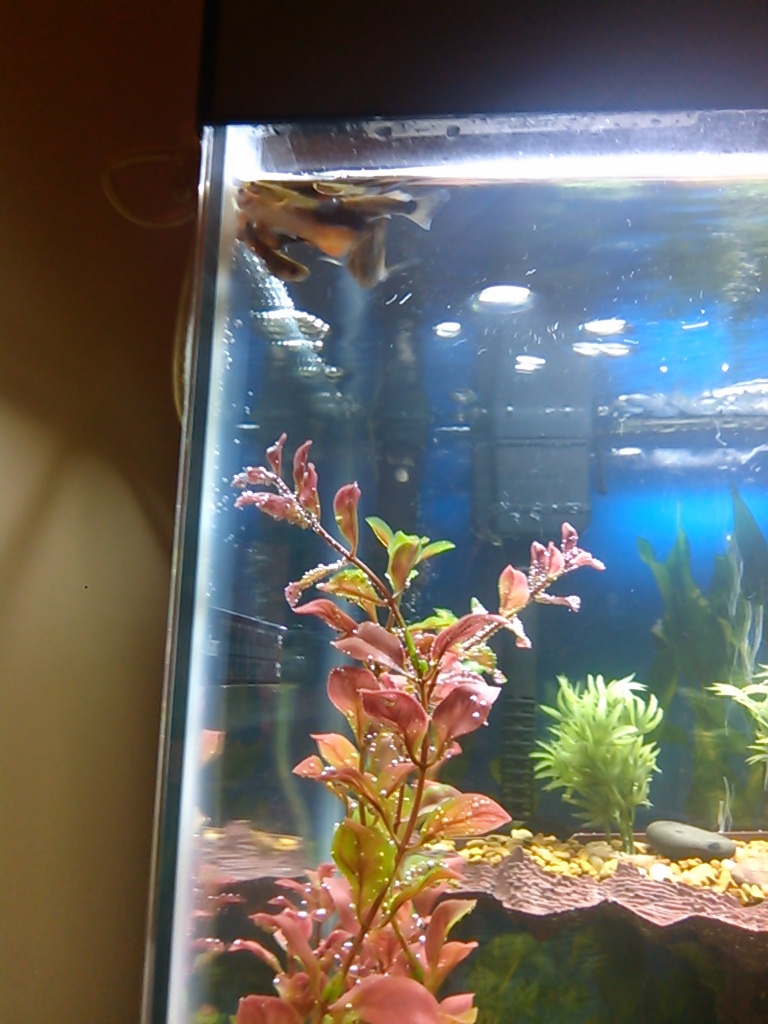 Why are my fish staying at the top of the tank?