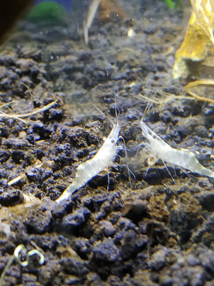 Why are my ghost shrimp changing color?
