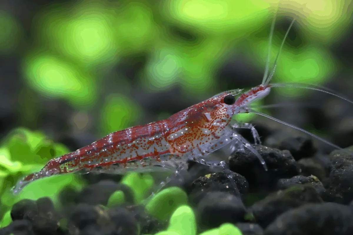 Why are my red shrimp turning white?