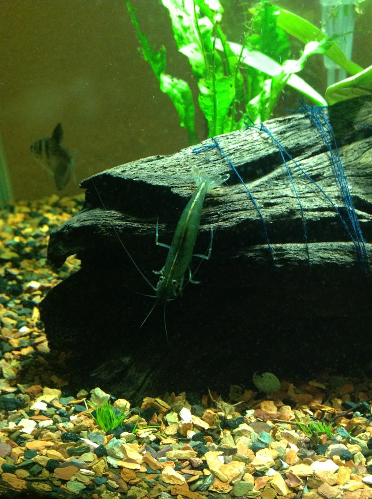 Why are my shrimp blue?