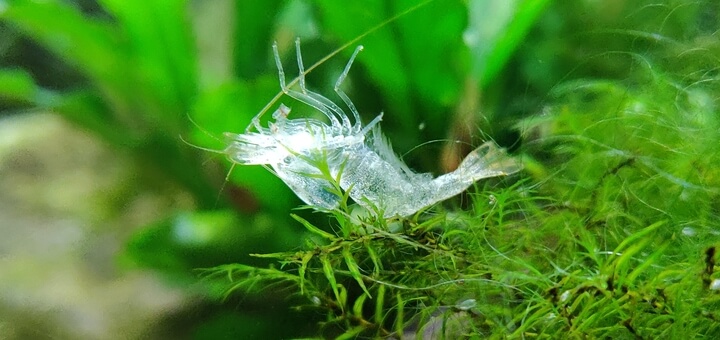 Why are my shrimps losing their skin?