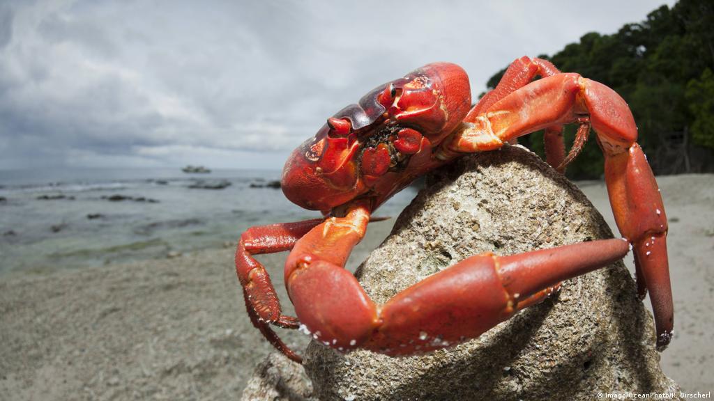 Why are red crabs important to the ecosystem?