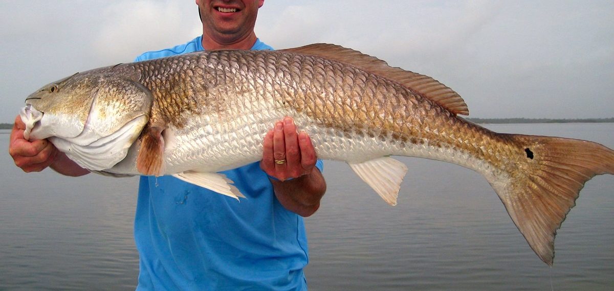 Why are red drum called redfish?