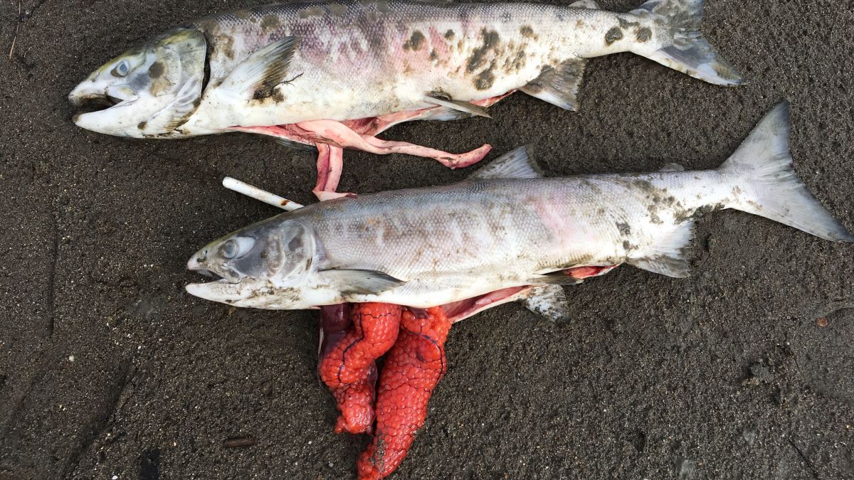 Why are salmon dying in Alaska?