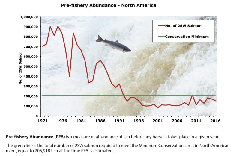 Why are salmon stocks declining?