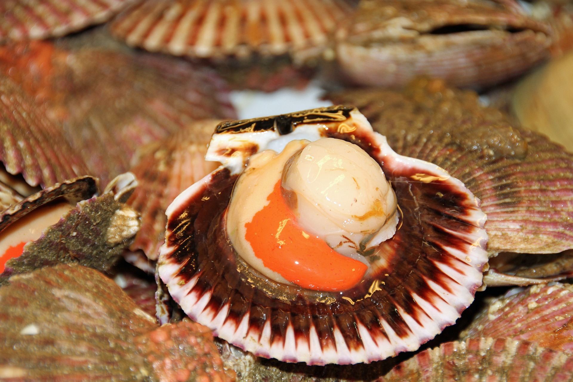 Why are scallops not sold in the shell?