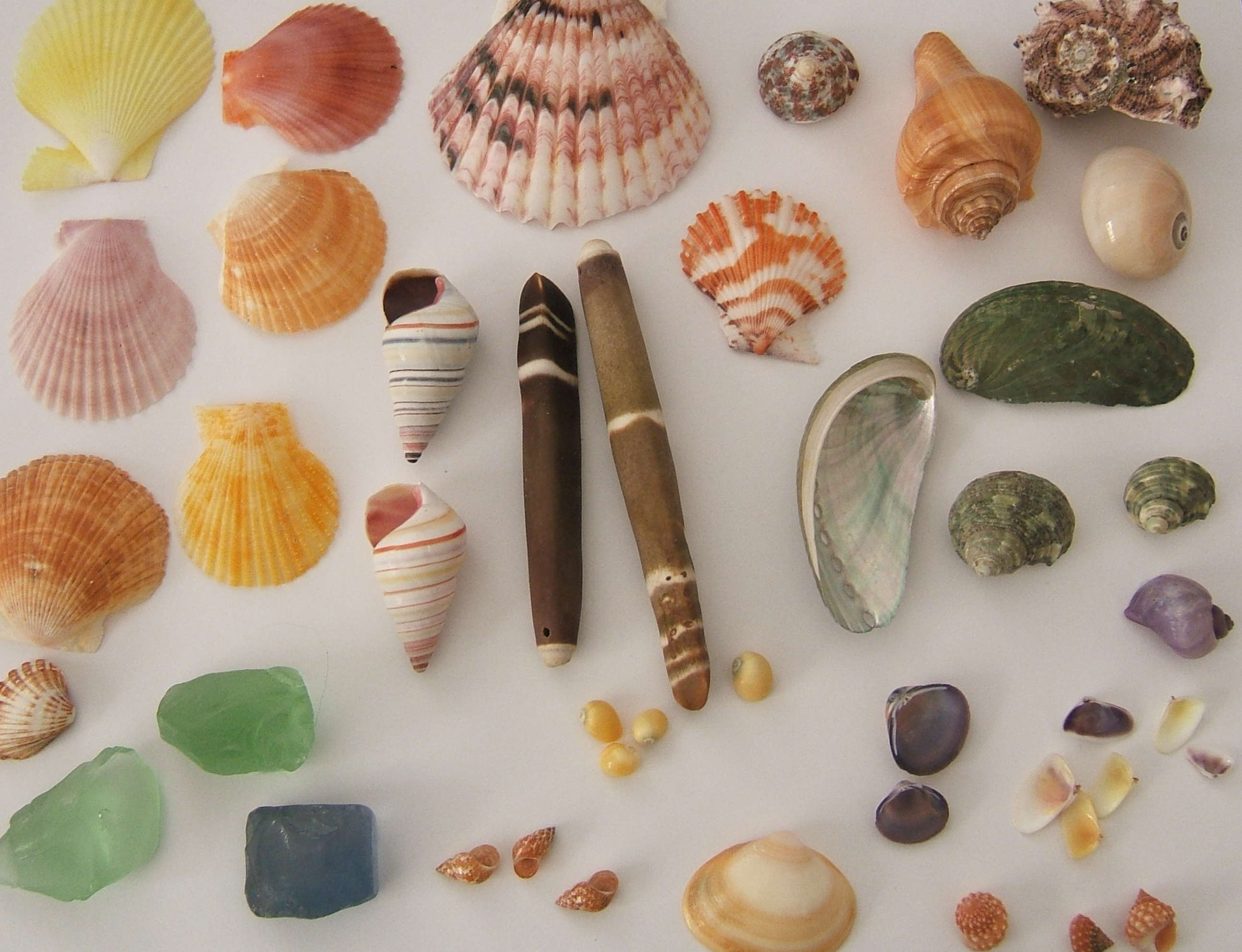Why are shells different colors?