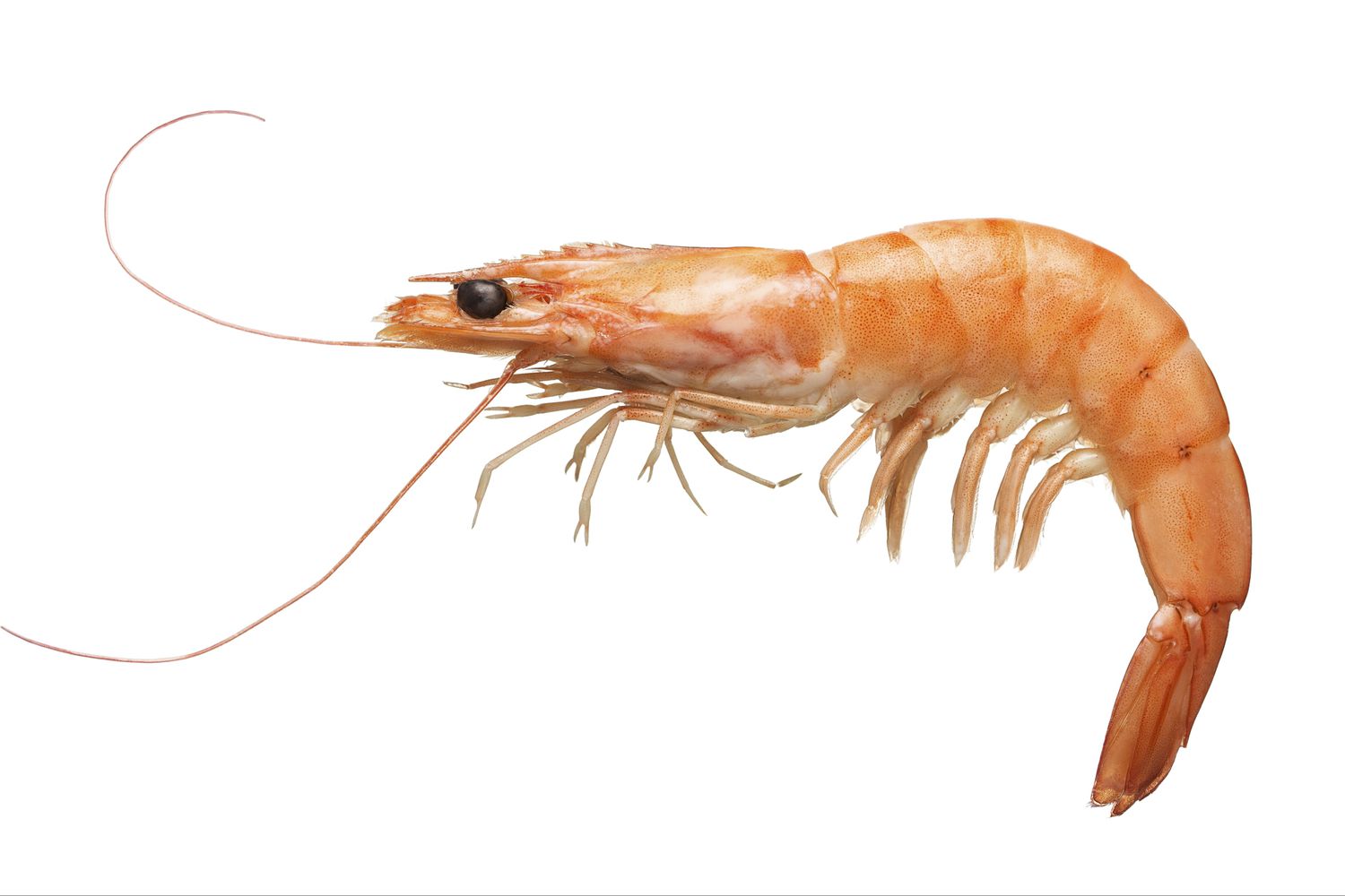 Why are shrimp high in cholesterol?