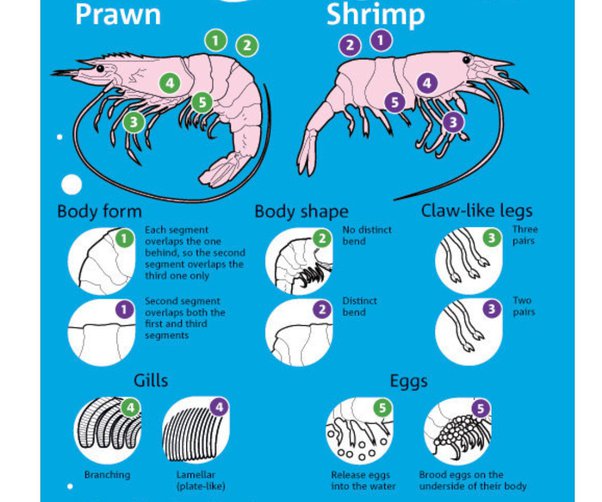 Why are shrimp so tasty?