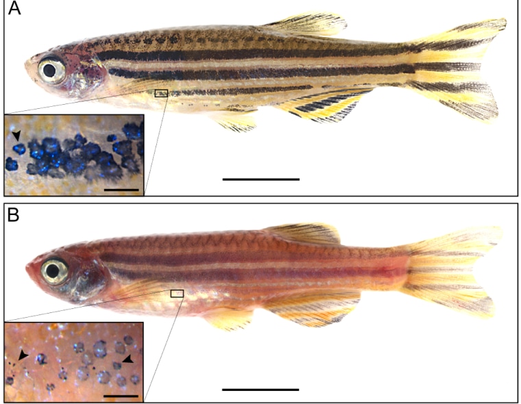 Why are some fish darker than others?