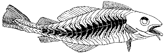 Why are some parts of fish dark?