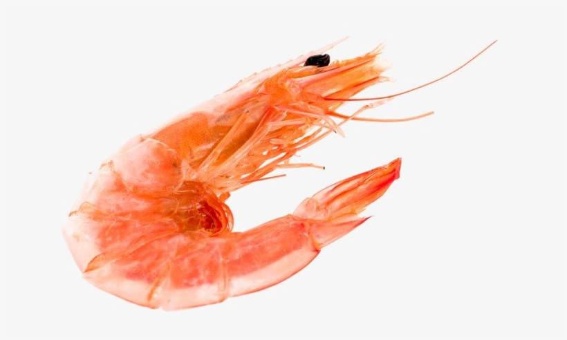 Why are some shrimps transparent?