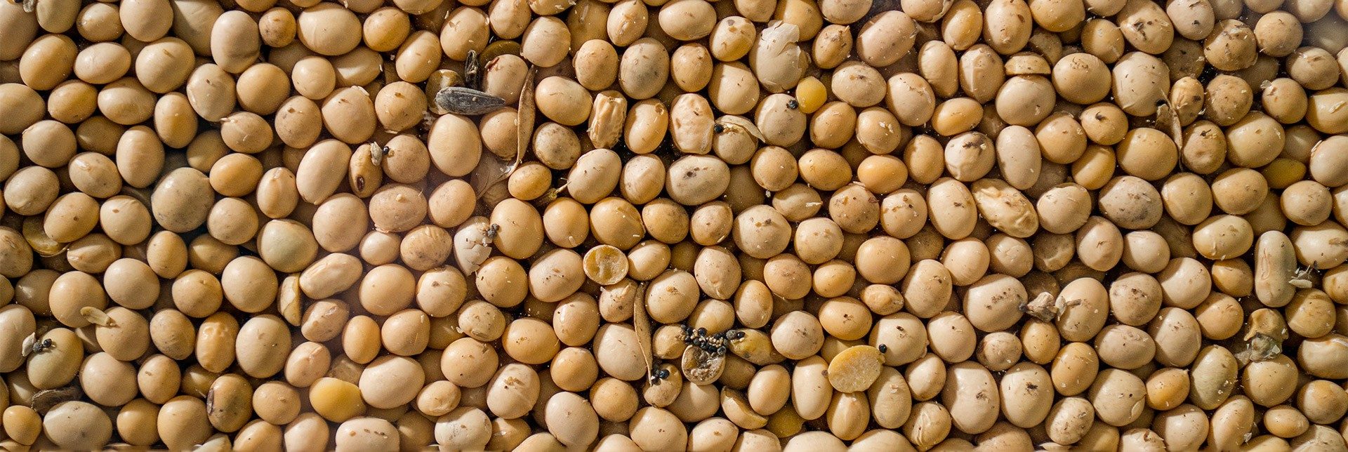 Why are soybeans bad for the environment?