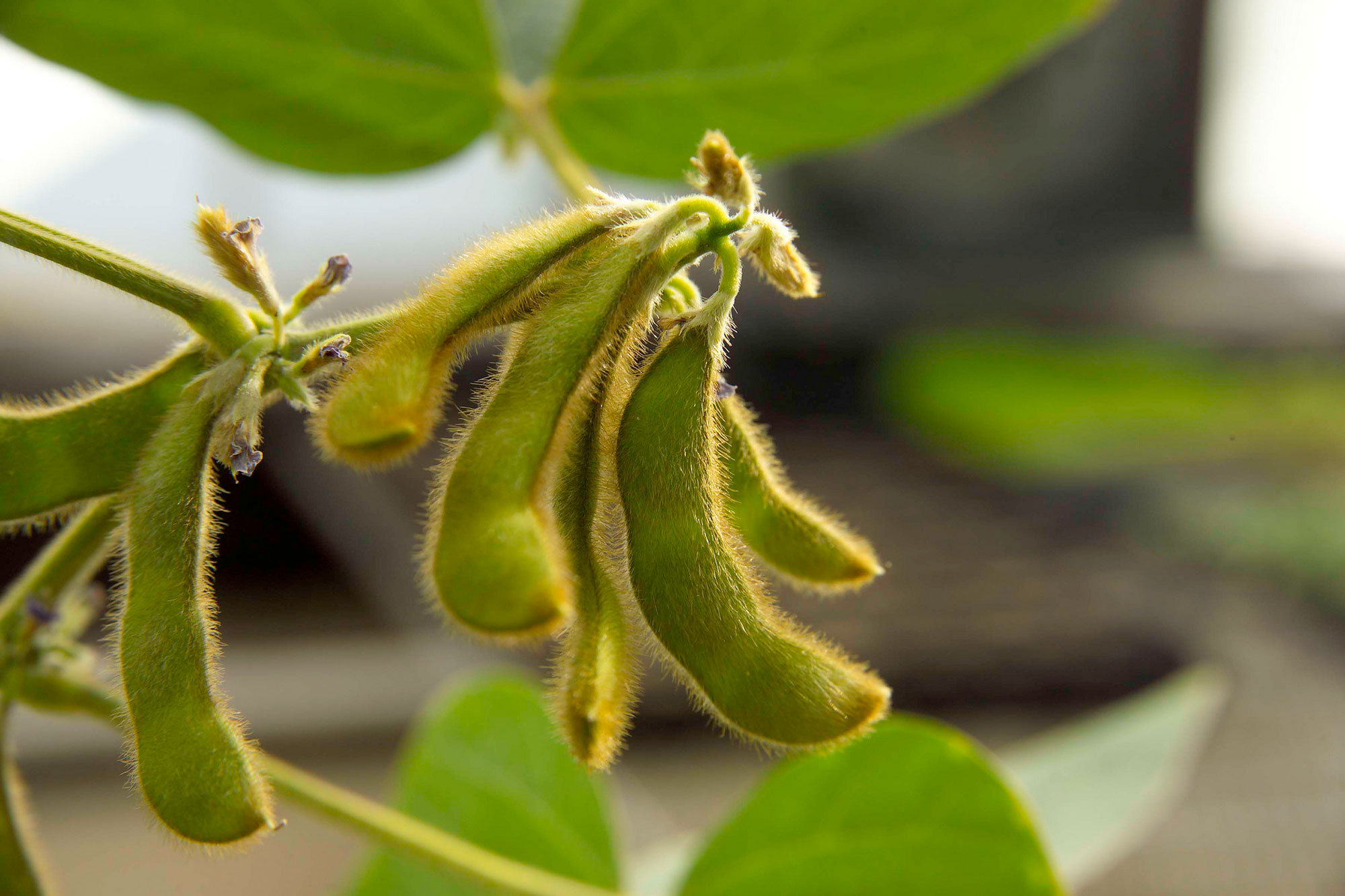 Why are soybeans so important to grow in America?