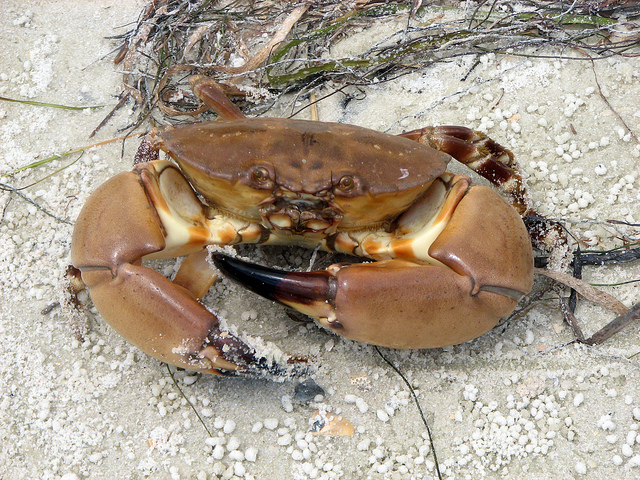 Why are stone crab bodies thrown back?